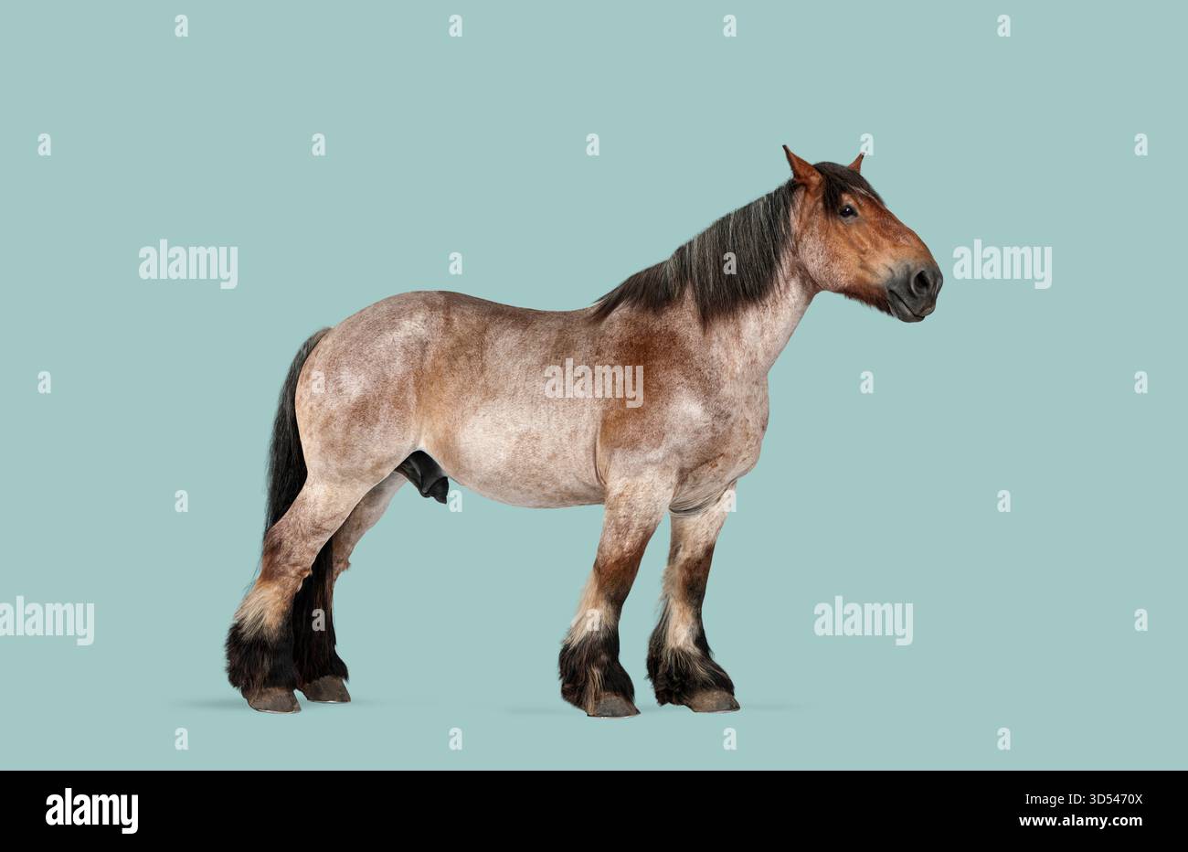 Belgian draft horse stallion with a roan coat stands in profile Stock ...