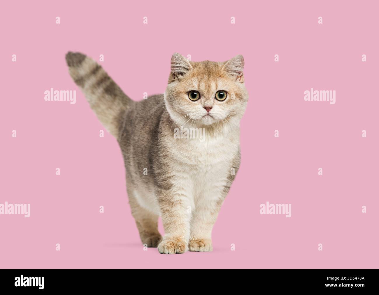 Cute British Shorthair kitten with golden tabby fur standing on a pink ...