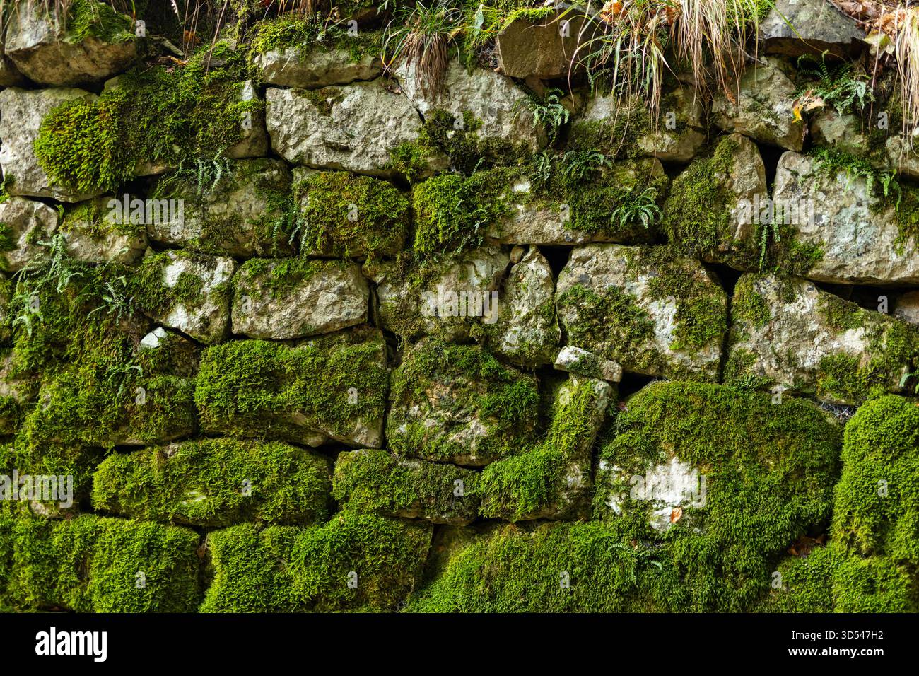 Does Limestone Kill Moss