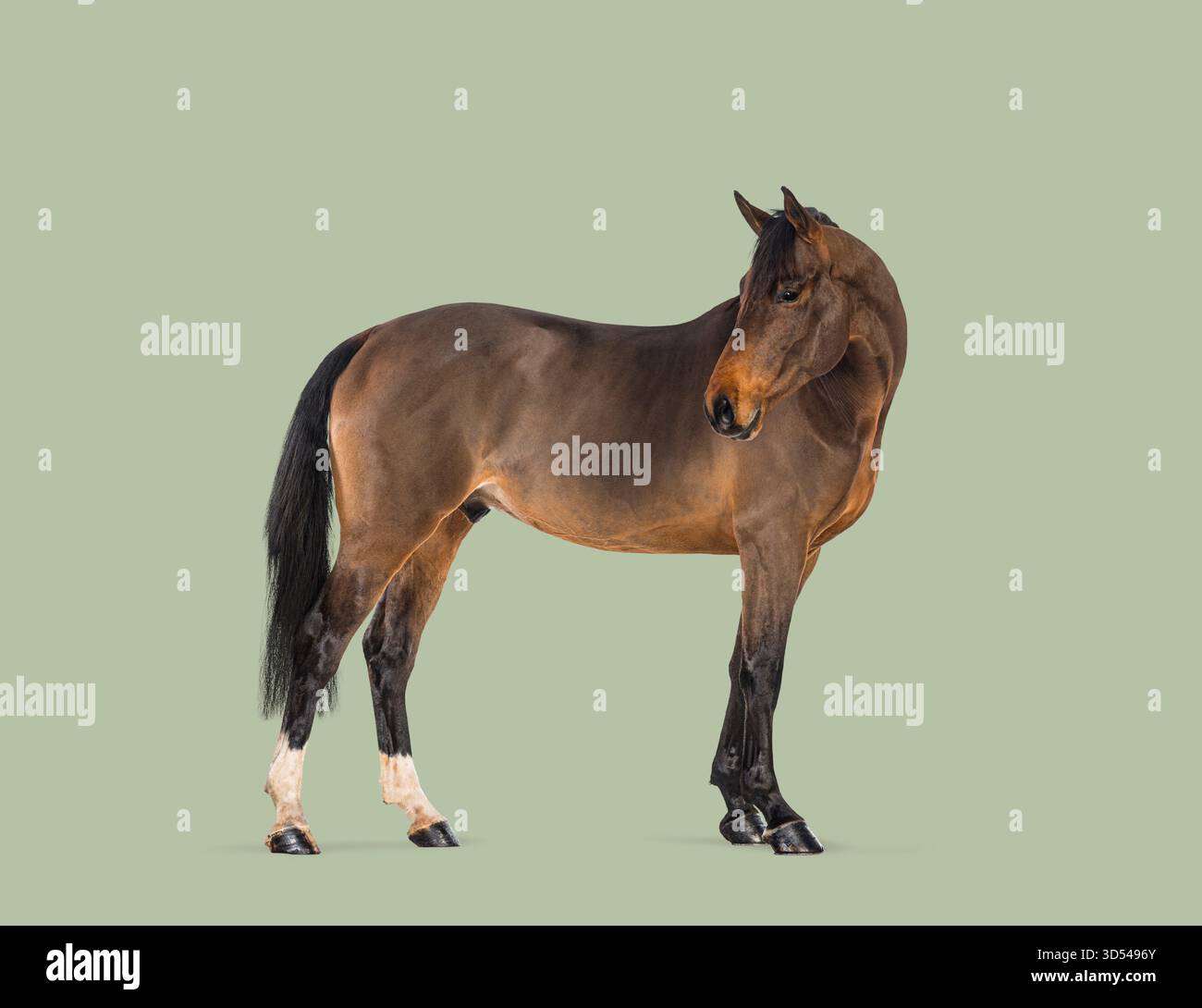 Brown horse standing in profile on a solid green background, turning ...