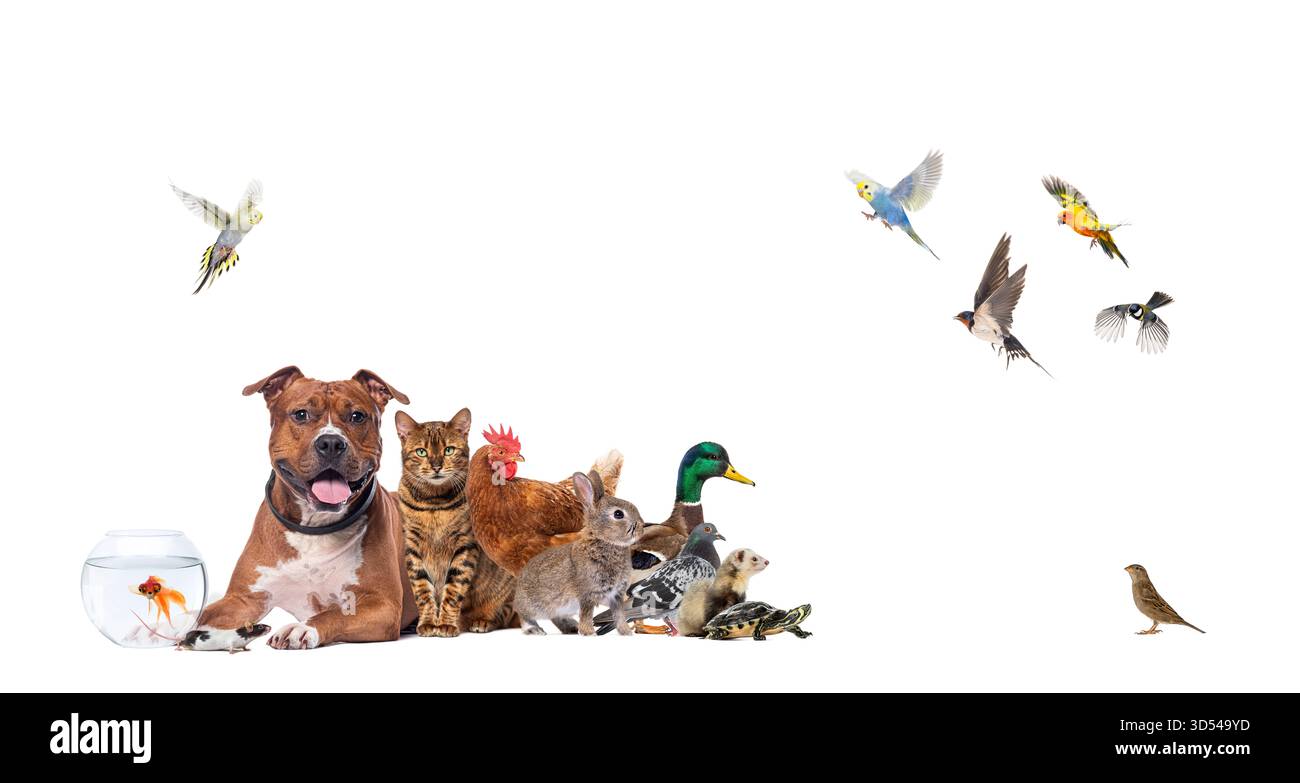 Different species of animals gathered, showing diversity and ...