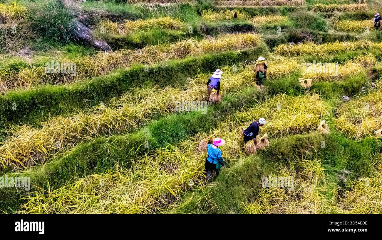 Farmers on the rice field during harvesting. Jiabang Rice Terraces in ...