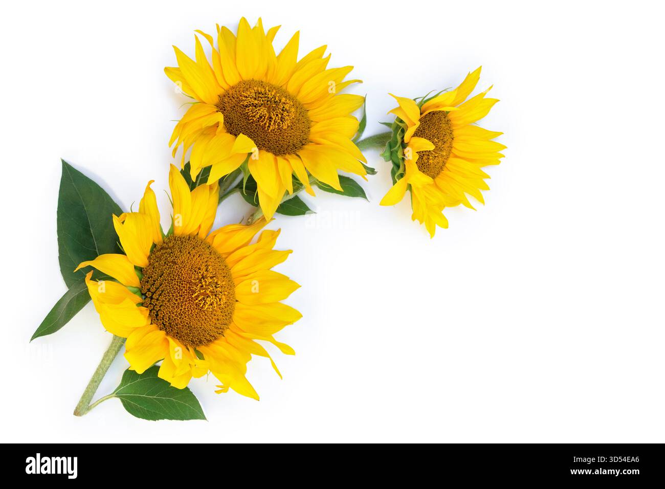 Clean and sunny Cut Out Stock Images & Pictures - Alamy