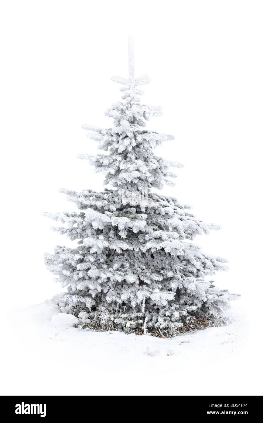 Fir tree branch snowfall Cut Out Stock Images & Pictures - Alamy