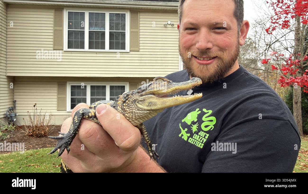 Joe Kenney holds an alligator he rescued after it was discovered in ...