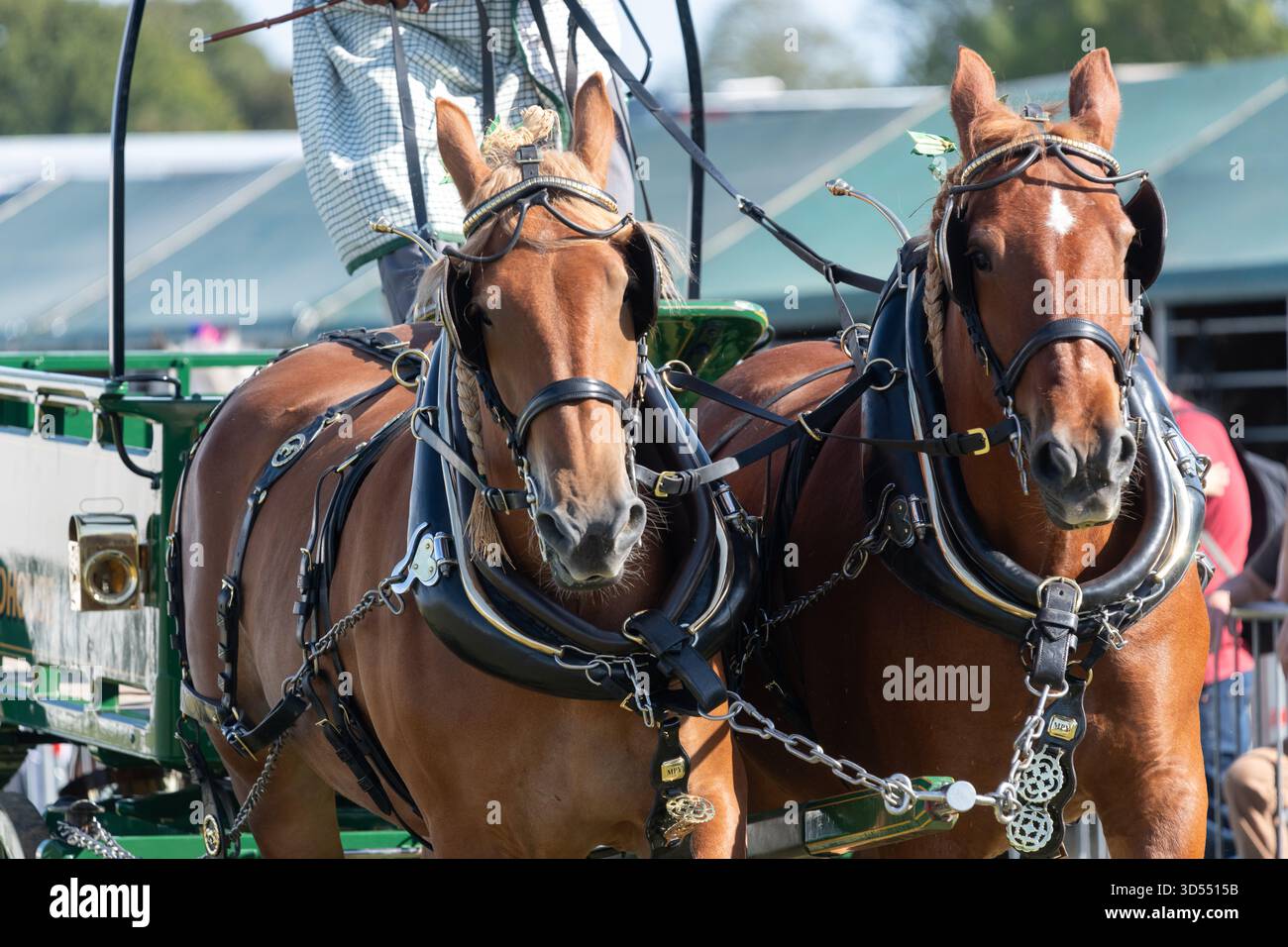 Close up of Shire horses pulling a carriage at a rural show Stock Photo ...