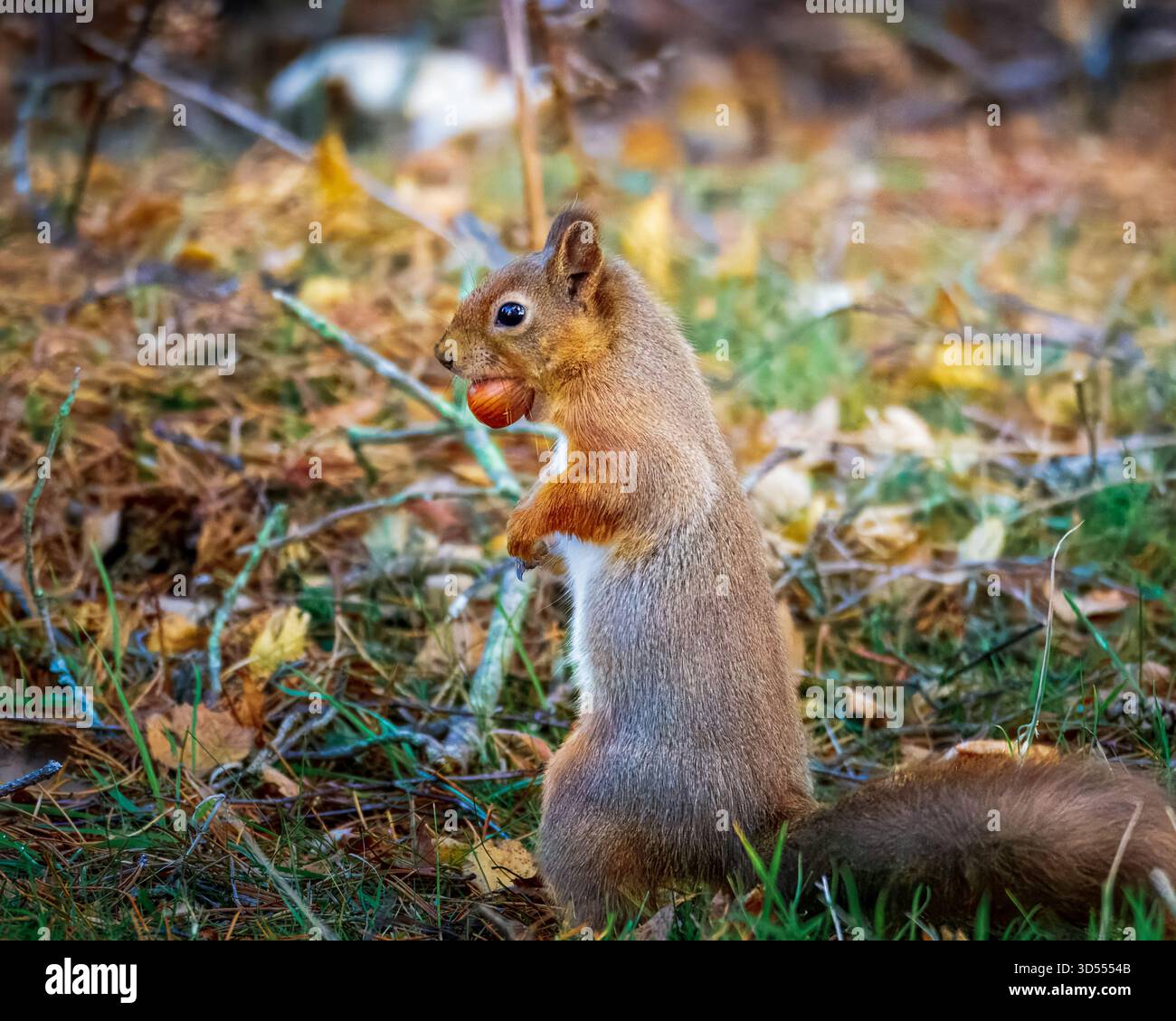 The Red Squirrel (Sciurus vulgaris), also called Eurasian Red Squirrel ...