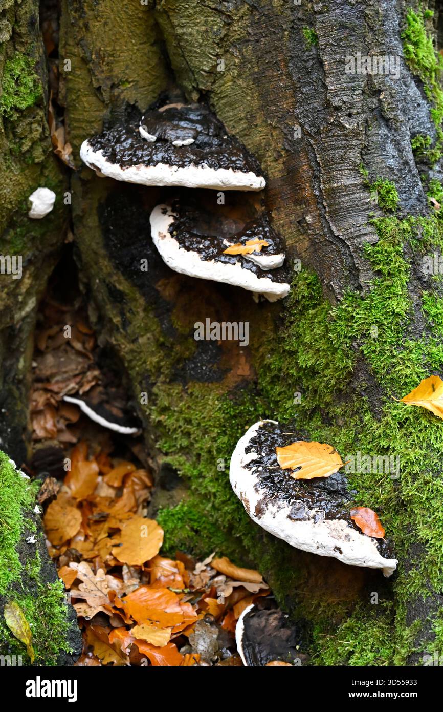 Brown and white Southern bracket fungi, Ganoderma australe), growing on ...