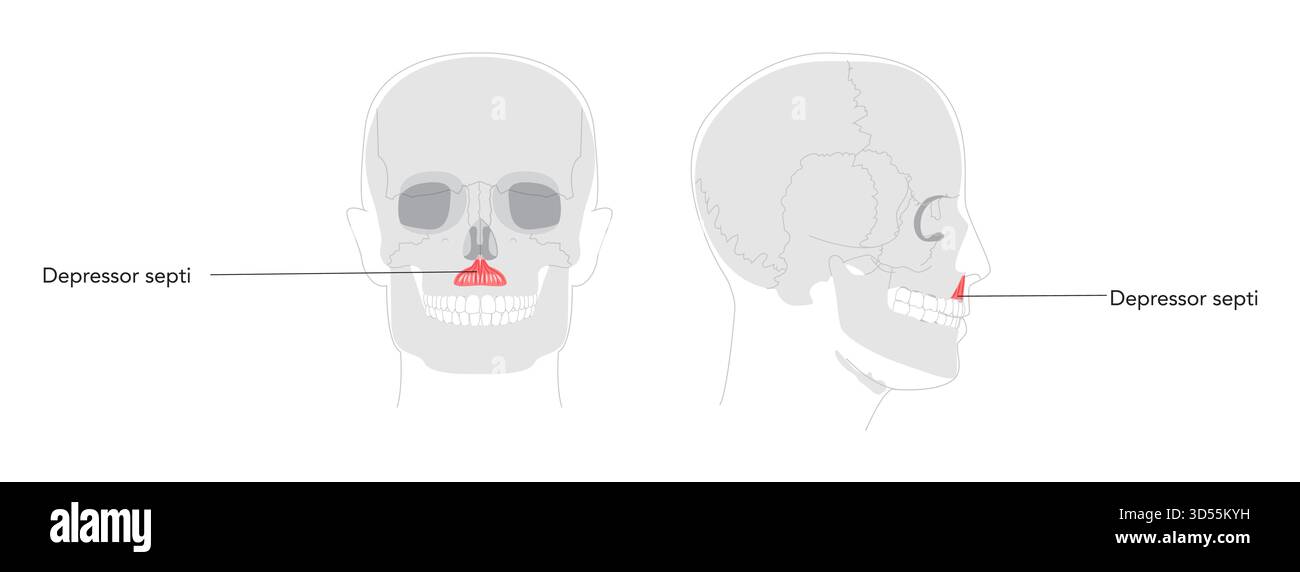 Facial muscles diagram hi-res stock photography and images - Alamy