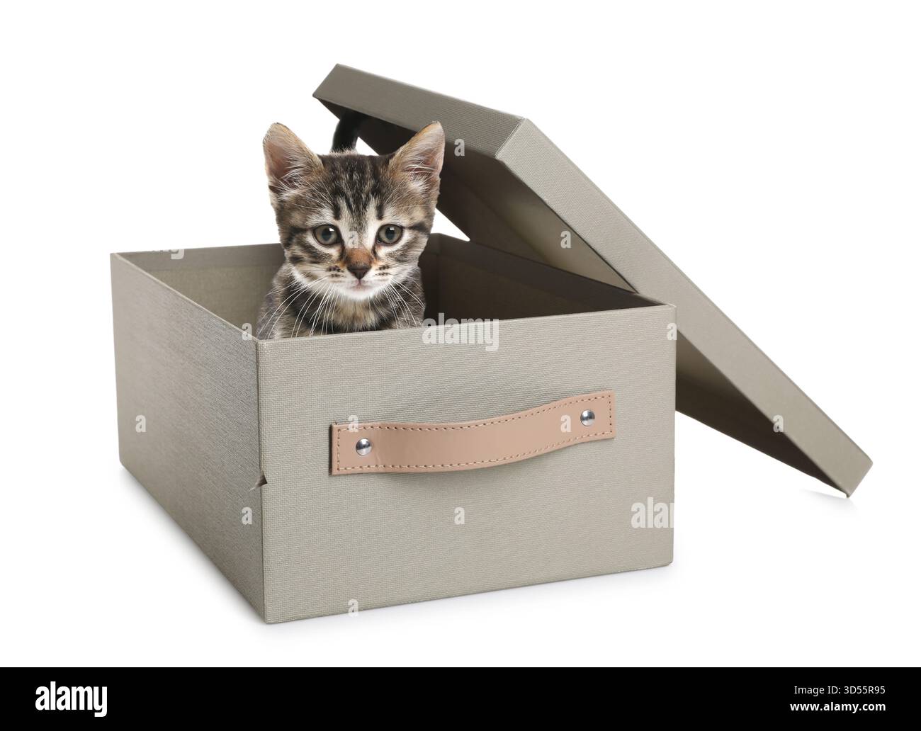 Kitten in house Cut Out Stock Images & Pictures - Alamy