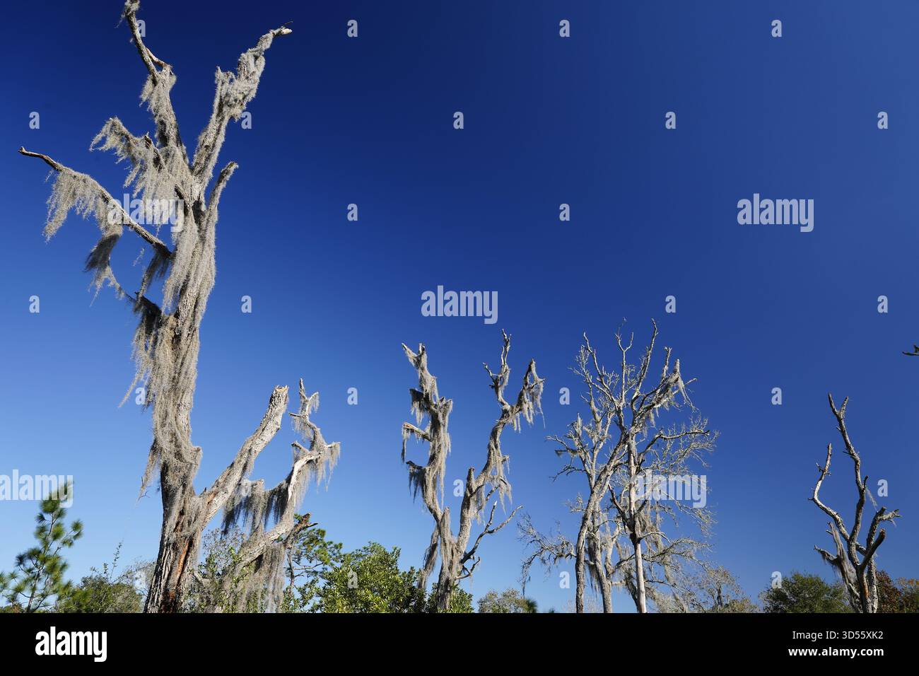 Spanish Moss on dead trees, central Florida Stock Photo - Alamy