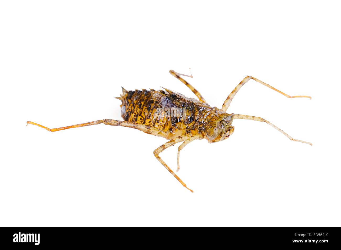 Larvae on leaf Cut Out Stock Images & Pictures - Alamy
