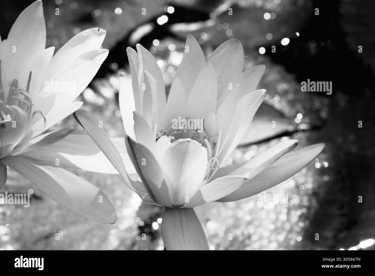 Lake water lily Black and White Stock Photos & Images - Alamy