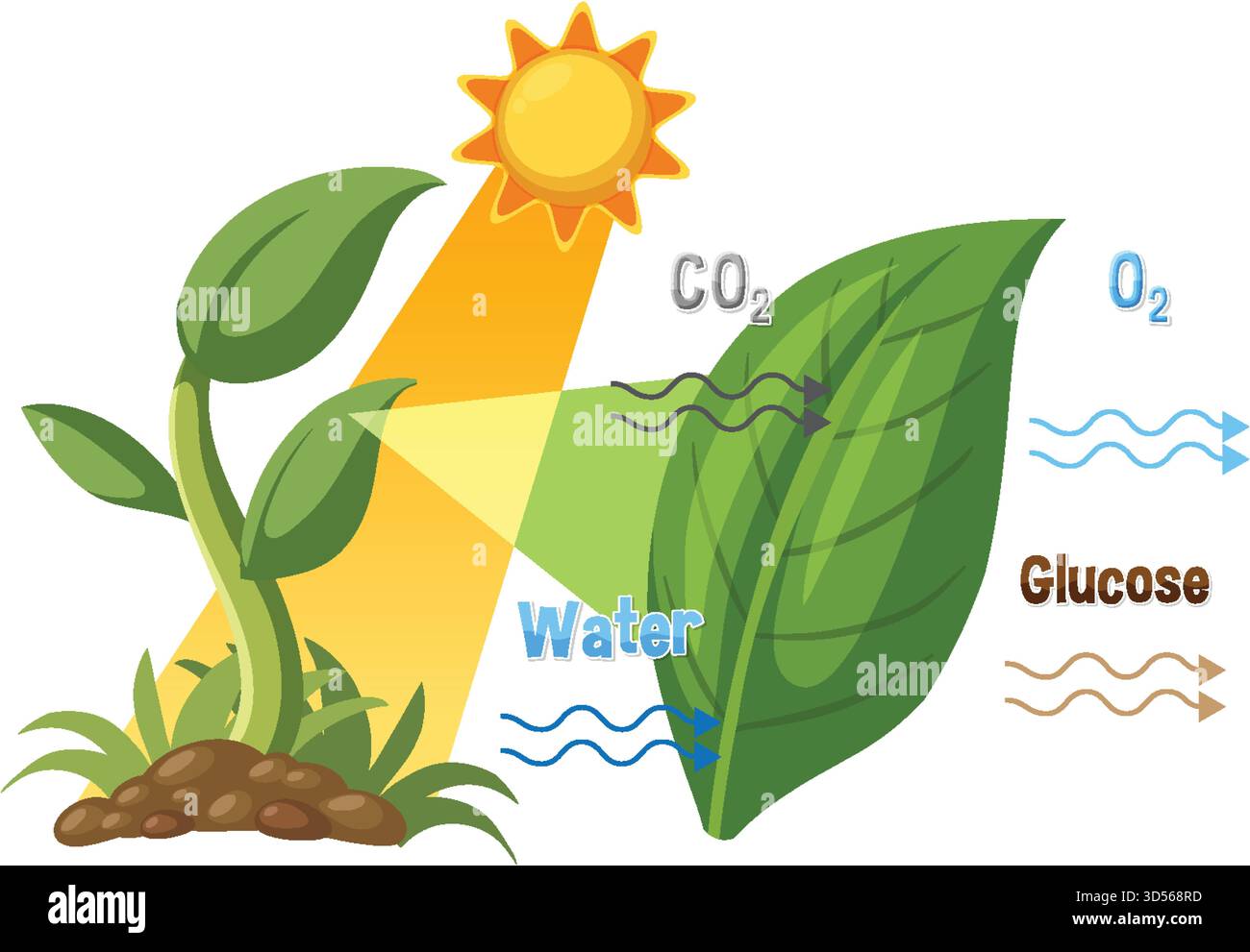 Vector illustration of photosynthesis showing sunlight, leaf, water ...