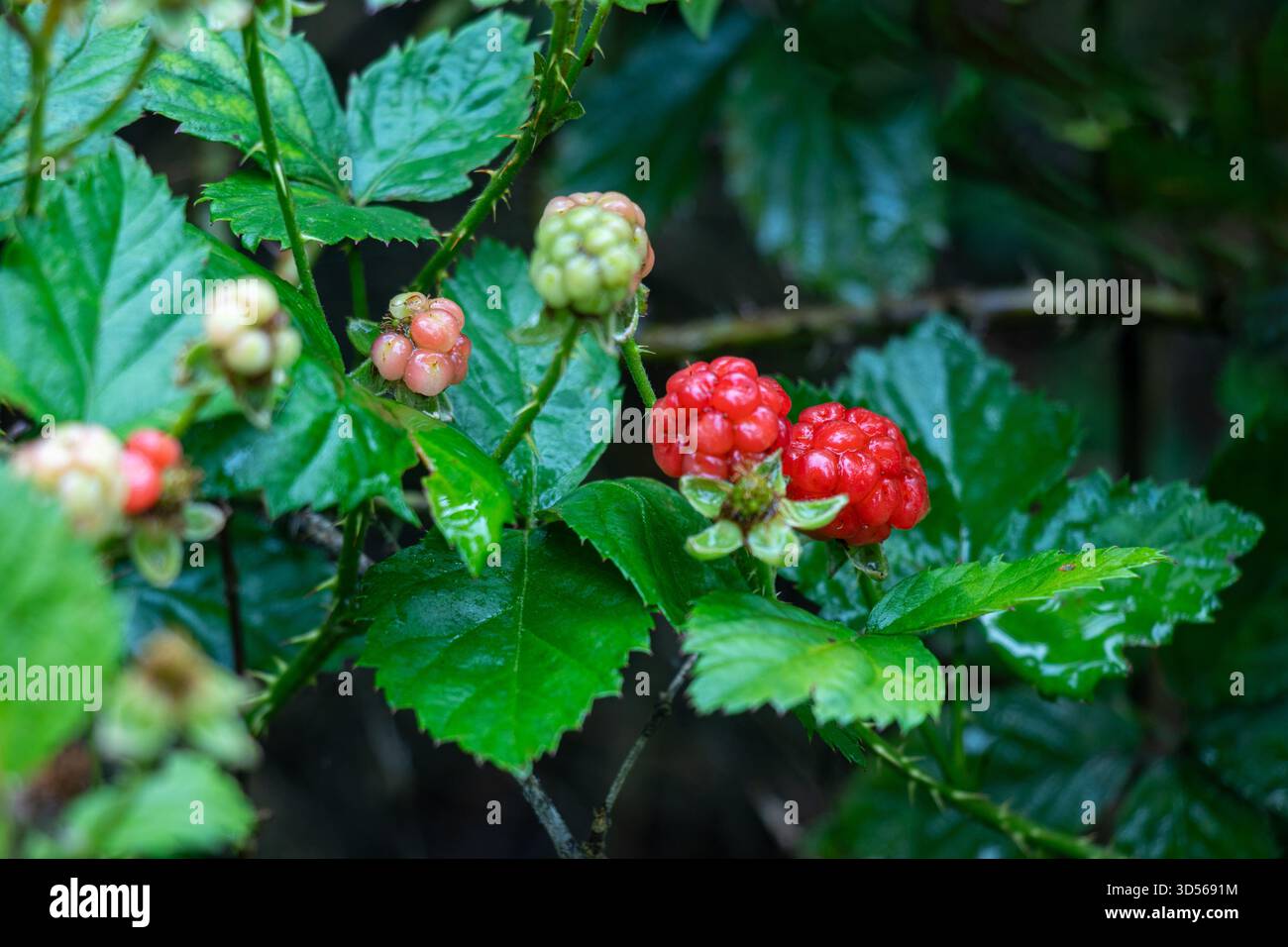 The wild sweet blackberry or Rubus fruticosus, a perennial species in ...