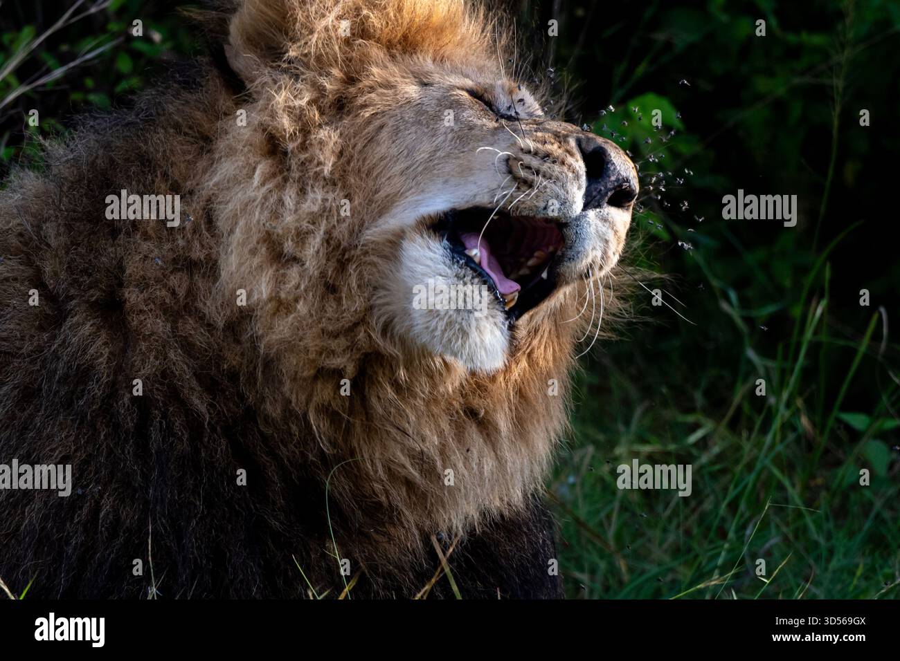 A clear photo of an African lion, shaking off swarms of flies Stock ...