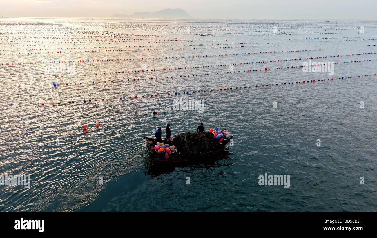 Fishermen harvest oysters in Qingdao City, east China's Shandong ...