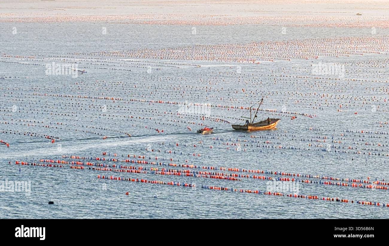 Fishermen harvest oysters in Qingdao City, east China's Shandong ...