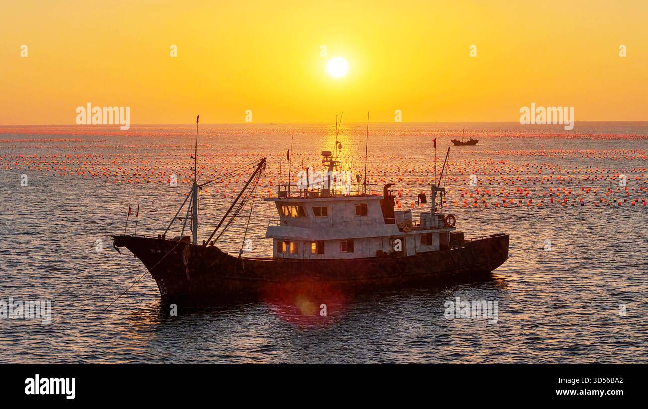 Fishermen harvest oysters in Qingdao City, east China's Shandong ...