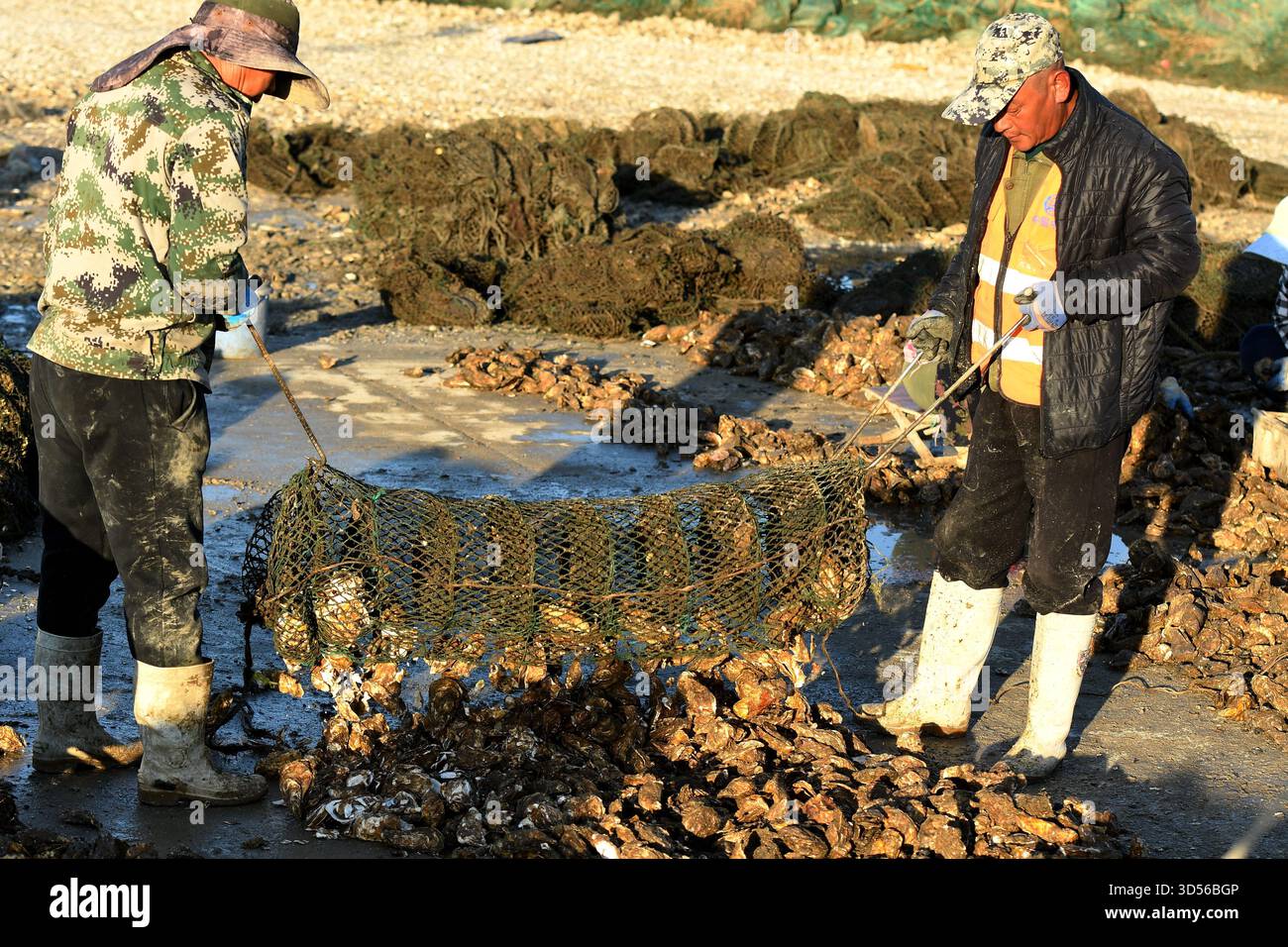 Fishermen harvest oysters in Qingdao City, east China's Shandong ...