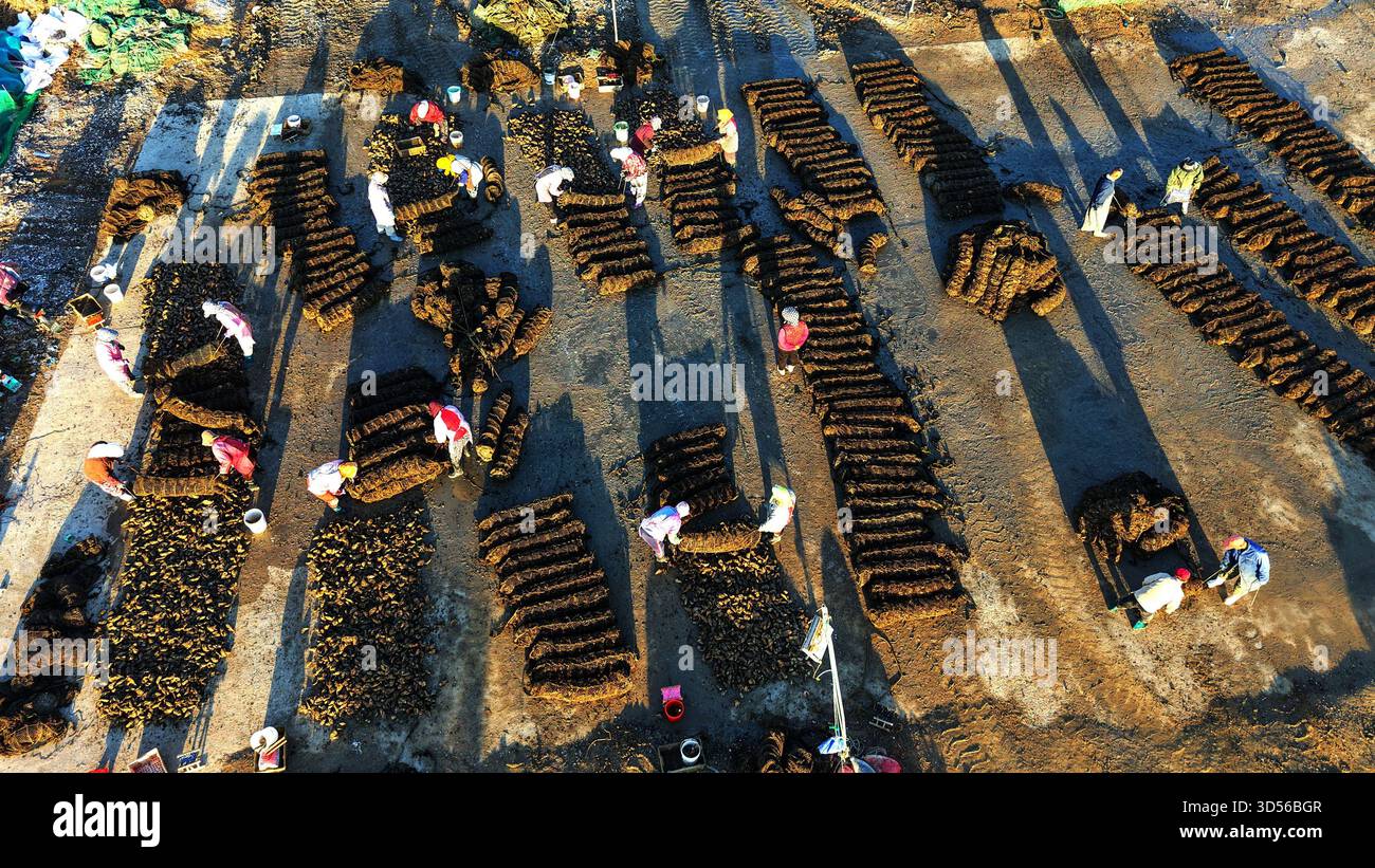 Fishermen harvest oysters in Qingdao City, east China's Shandong ...