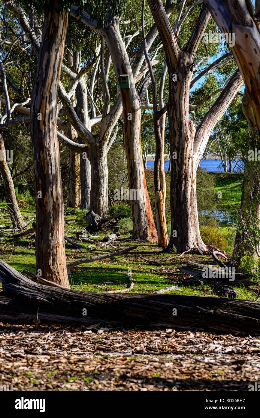 Australian woodland and bushland scenery in Happy Valley Reserve ...