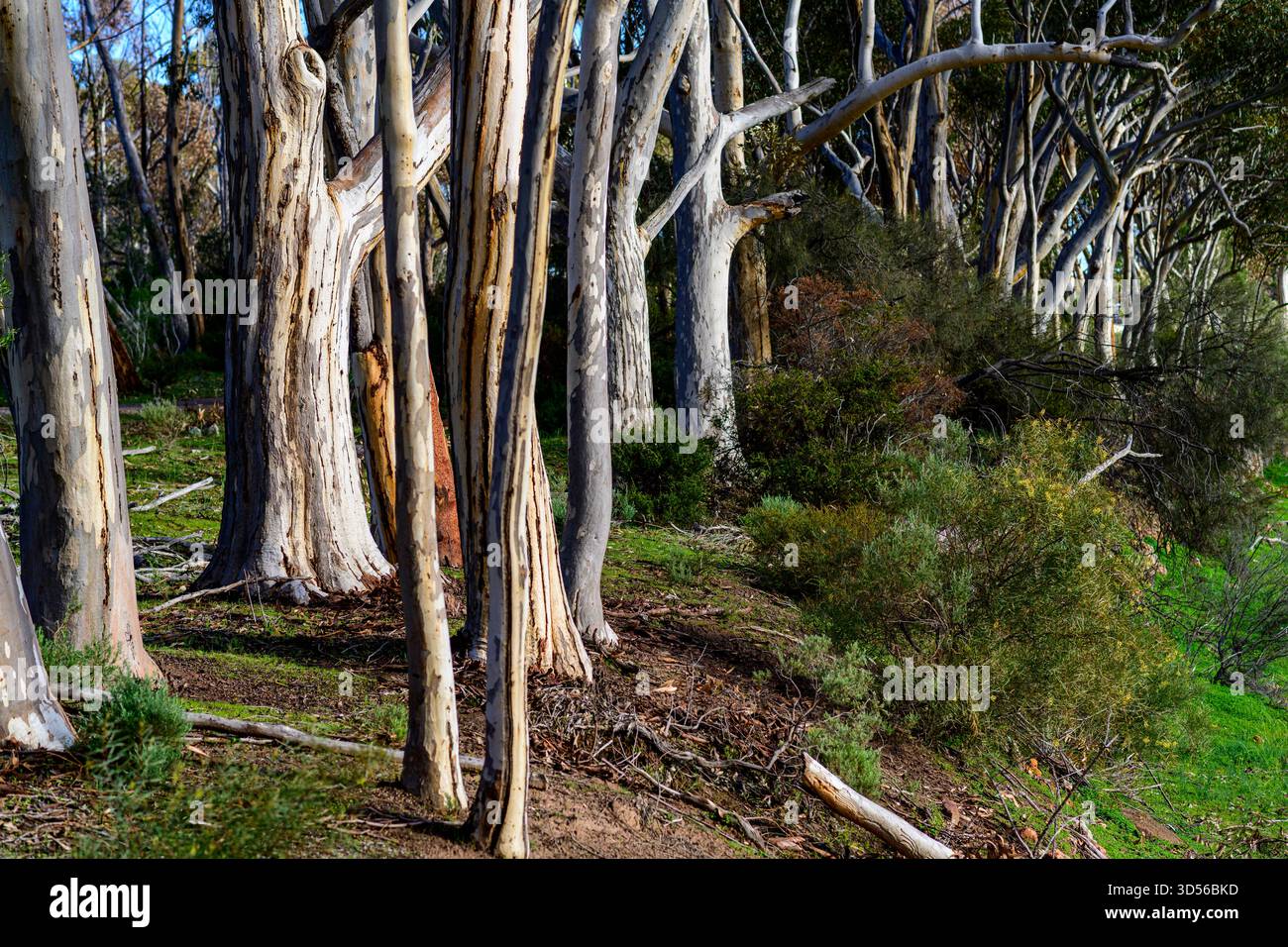 Australian woodland and bushland scenery in Happy Valley Reserve ...