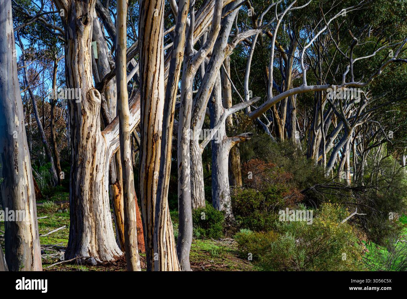 Australian woodland and bushland scenery in Happy Valley Reserve ...