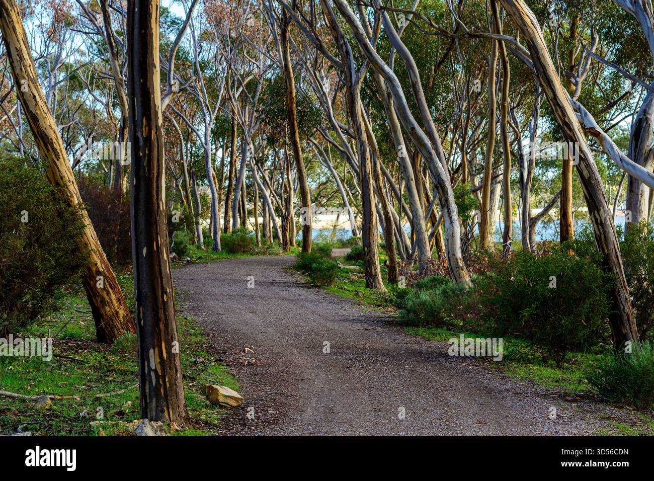 Australian woodland and bushland scenery in Happy Valley Reserve ...