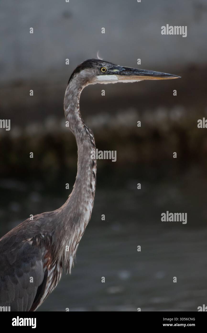 Shallow coastal waterway hi-res stock photography and images - Alamy