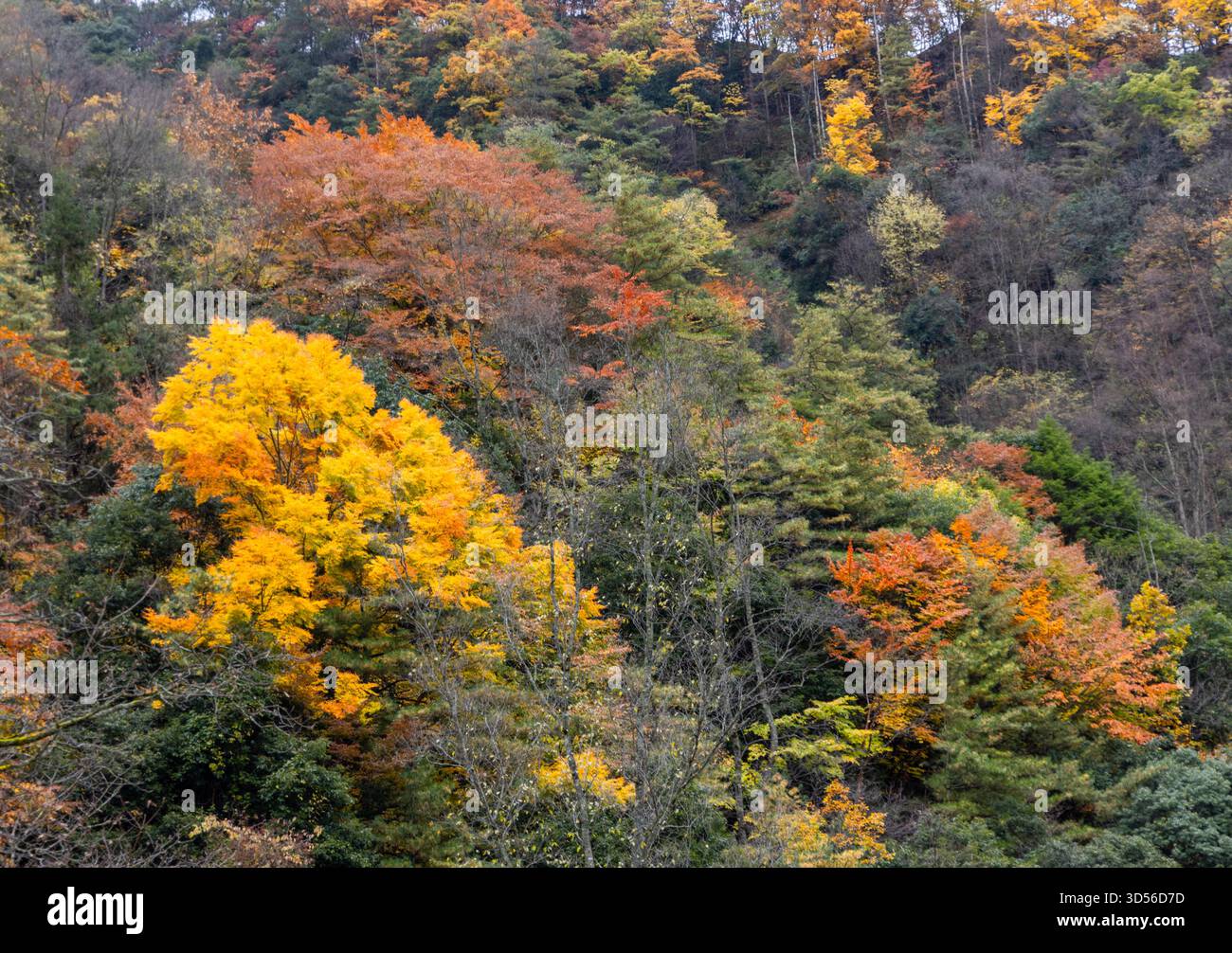 Early winter scenery at Tangjiahe scenic area in Qingchuan County ...