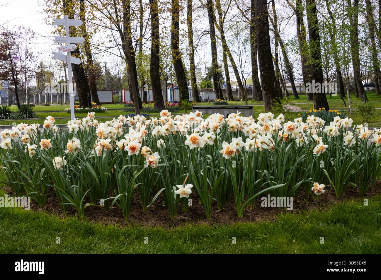 Arrangement beautiful cute flowers hi-res stock photography and images ...