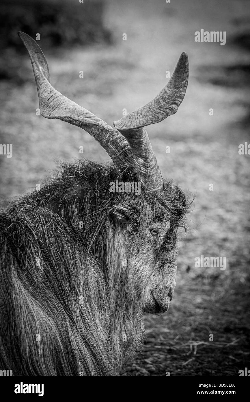 Sharp horns Black and White Stock Photos & Images - Alamy