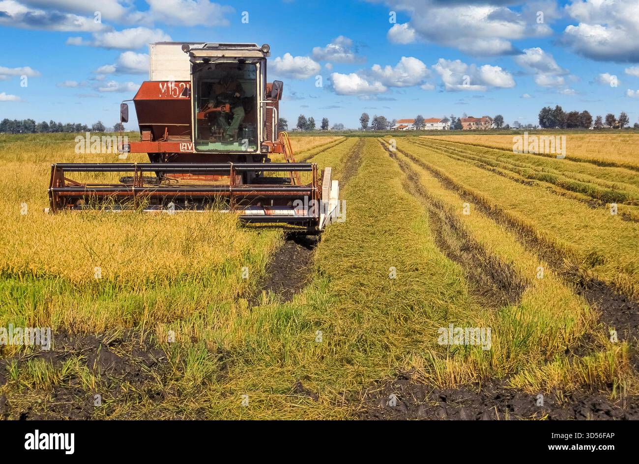 Riso del delta hi-res stock photography and images - Alamy