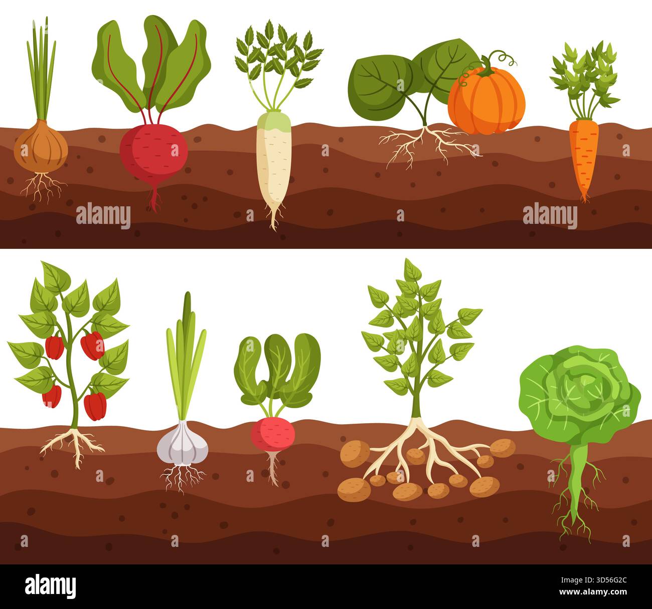 Vegetables Grow In Ground Cross Section View Of Onion, Beetroot, Daikon ...