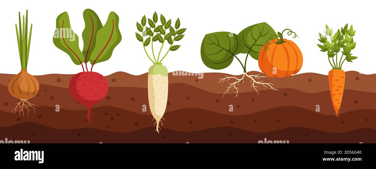 Cross section view vegetable Stock Vector Images - Alamy