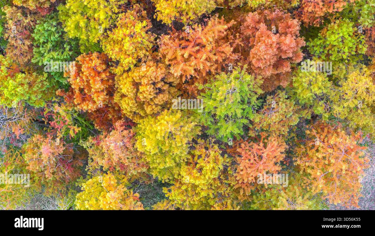 Aerial photo shows the colorful forest scenery in Qingdao City, east ...