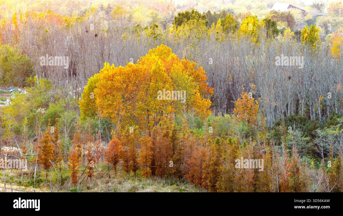 Aerial photo shows the colorful forest scenery in Qingdao City, east ...