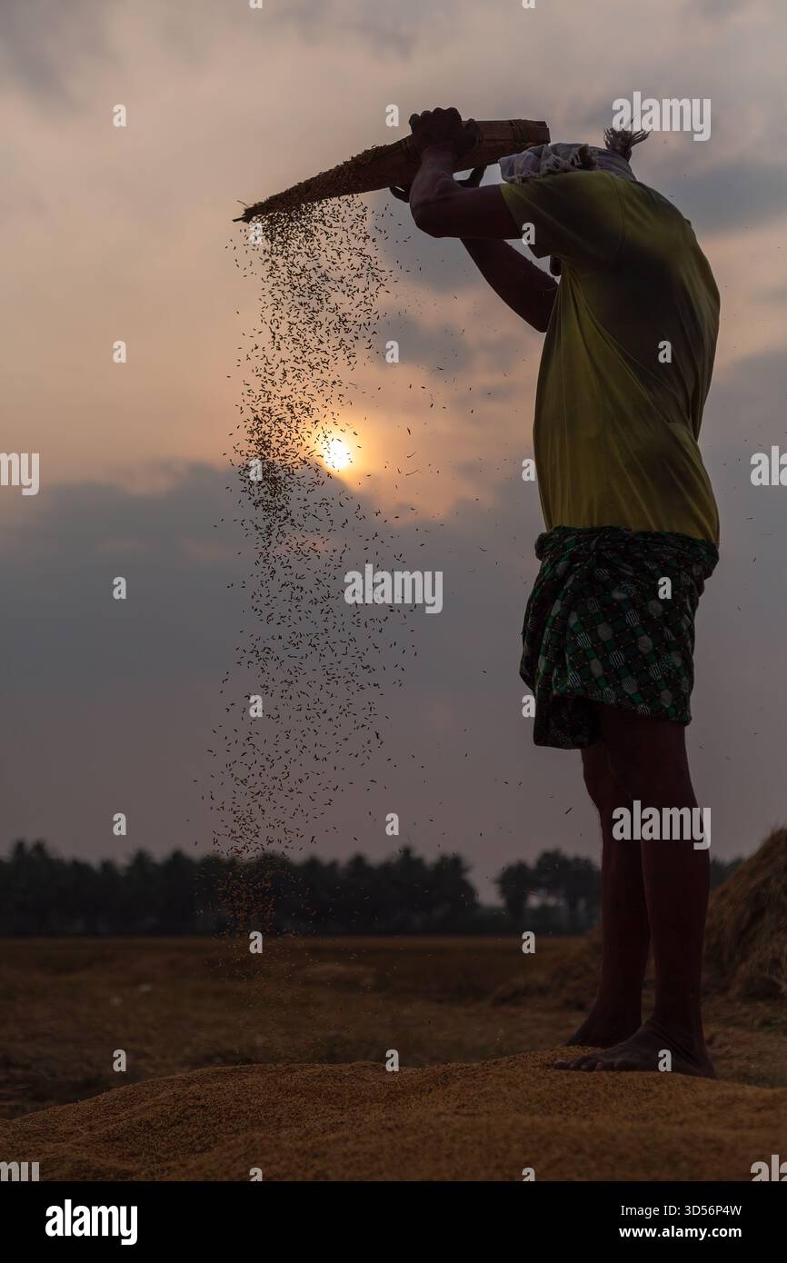 Rice grains in husk hi-res stock photography and images - Alamy