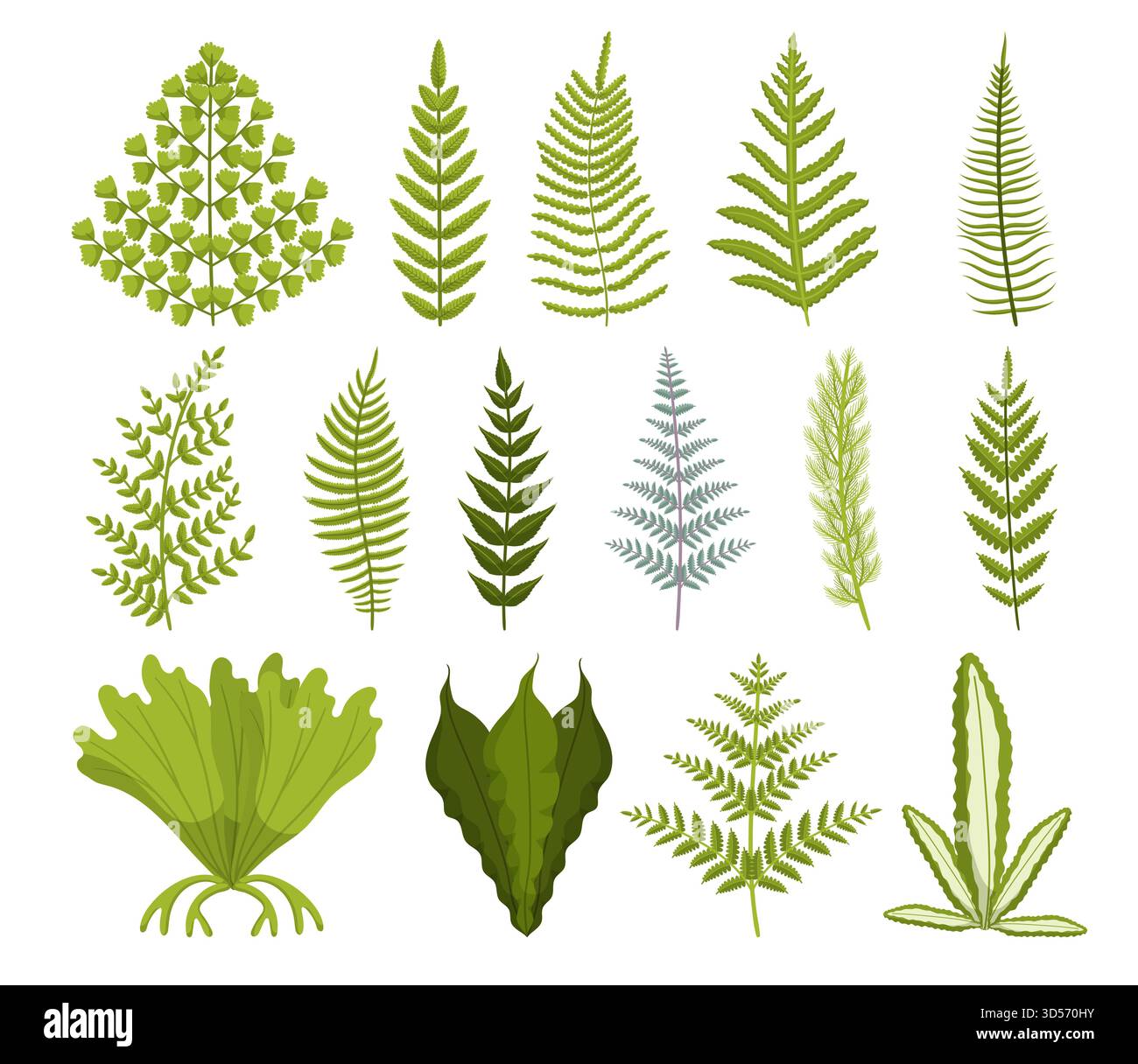 Set of Lush, Green Fern With Delicate, Feathery Leaves. Thrives In ...