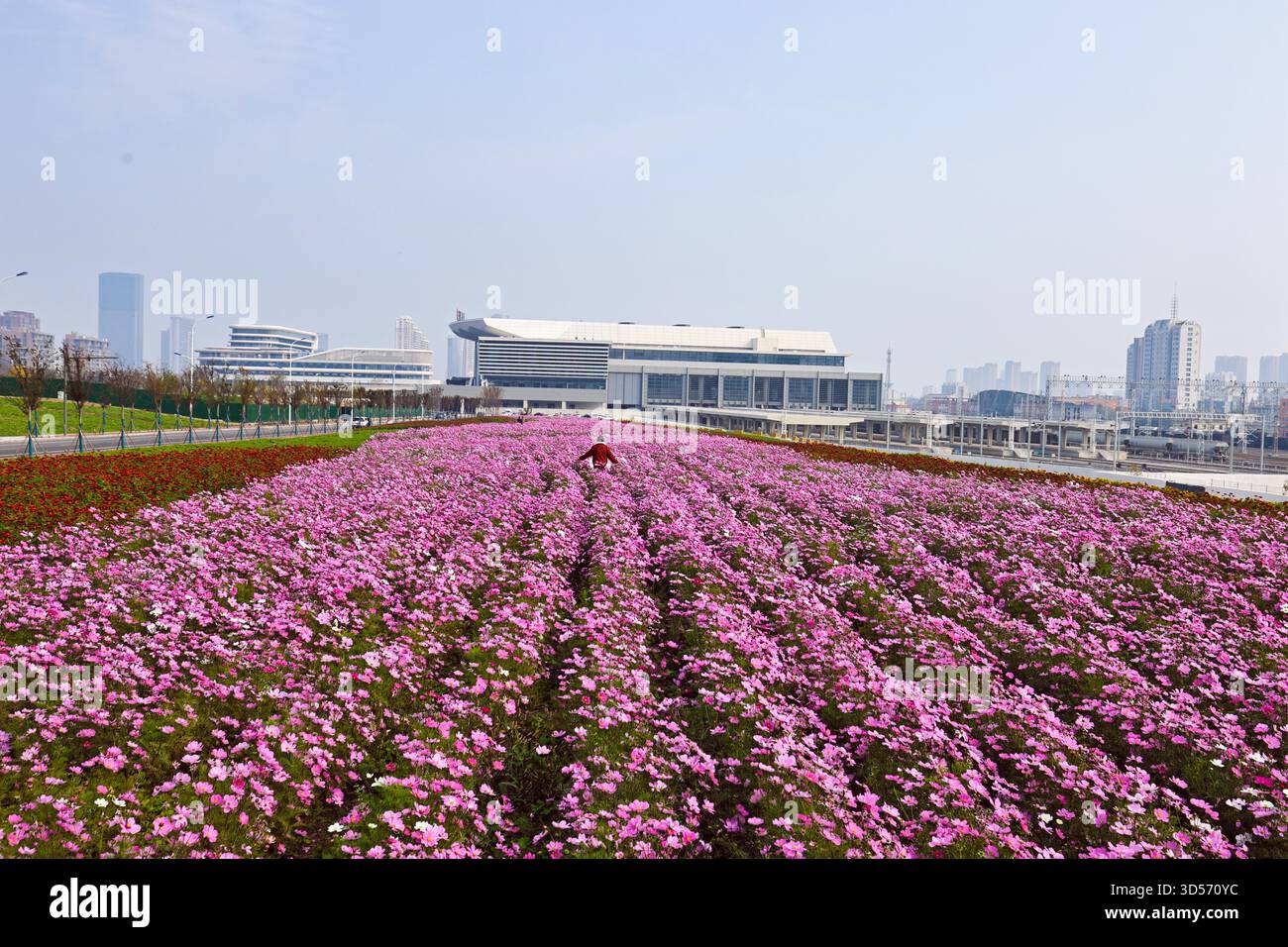 A sea of winter flowers in Rizhao City, east China's Shandong Province ...