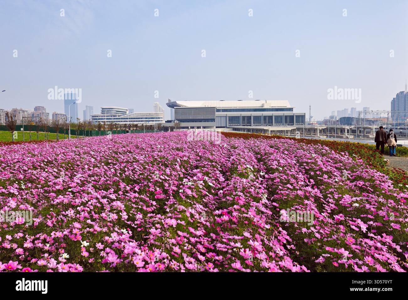 A sea of winter flowers in Rizhao City, east China's Shandong Province ...
