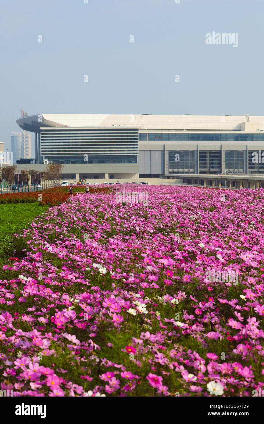 A sea of winter flowers in Rizhao City, east China's Shandong Province ...