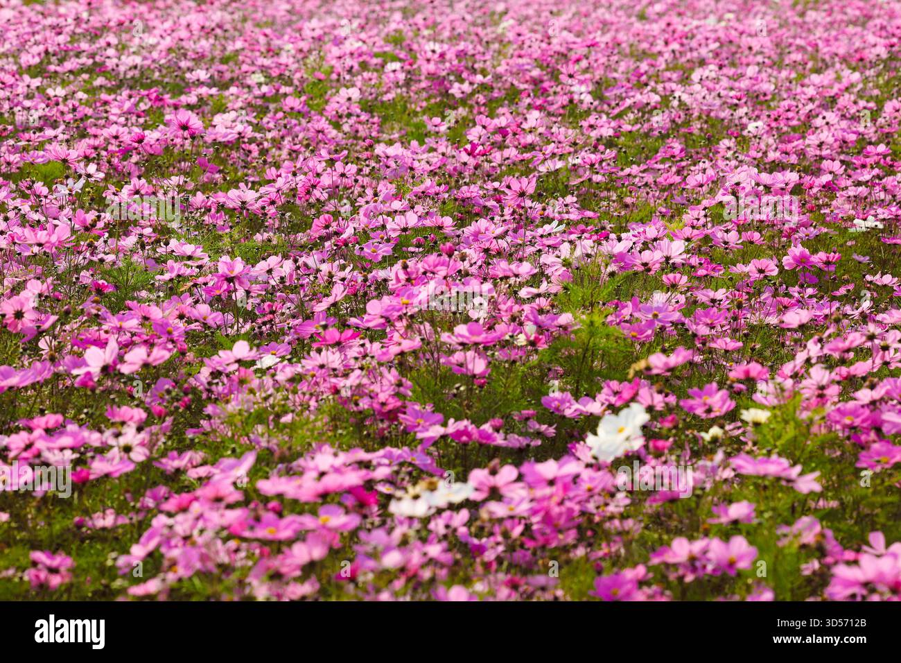 A sea of winter flowers in Rizhao City, east China's Shandong Province ...