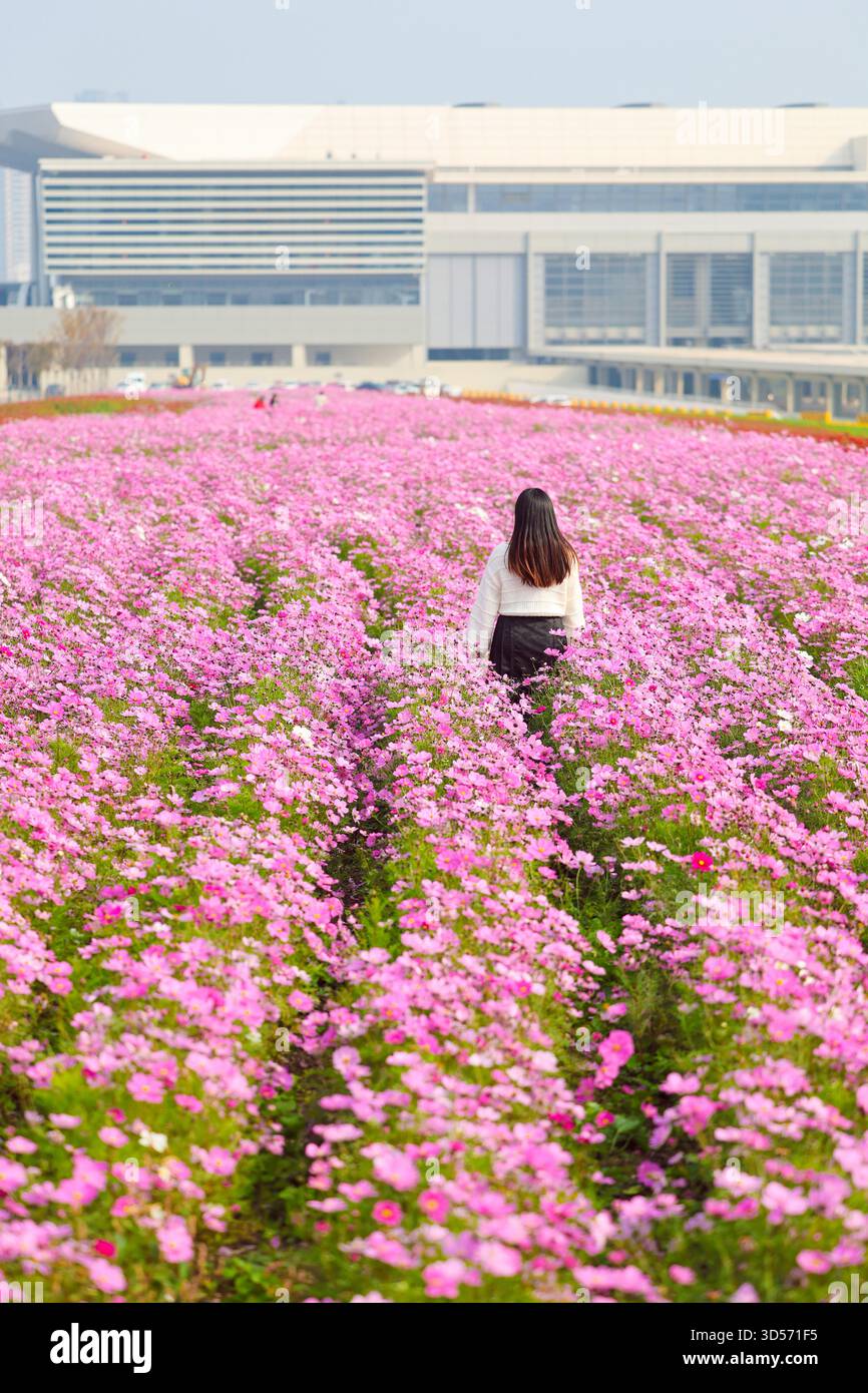 A sea of winter flowers in Rizhao City, east China's Shandong Province ...