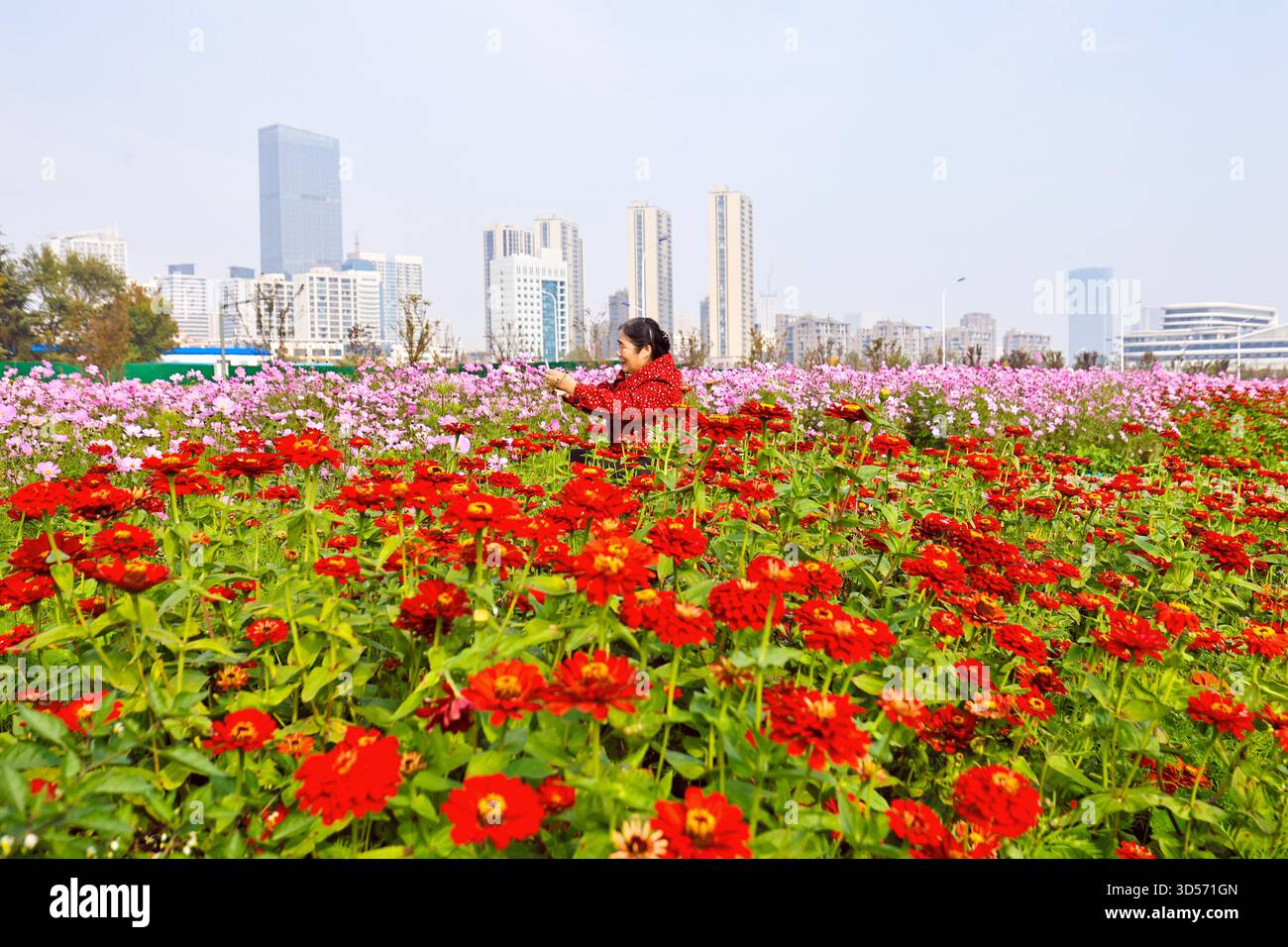 A sea of winter flowers in Rizhao City, east China's Shandong Province ...