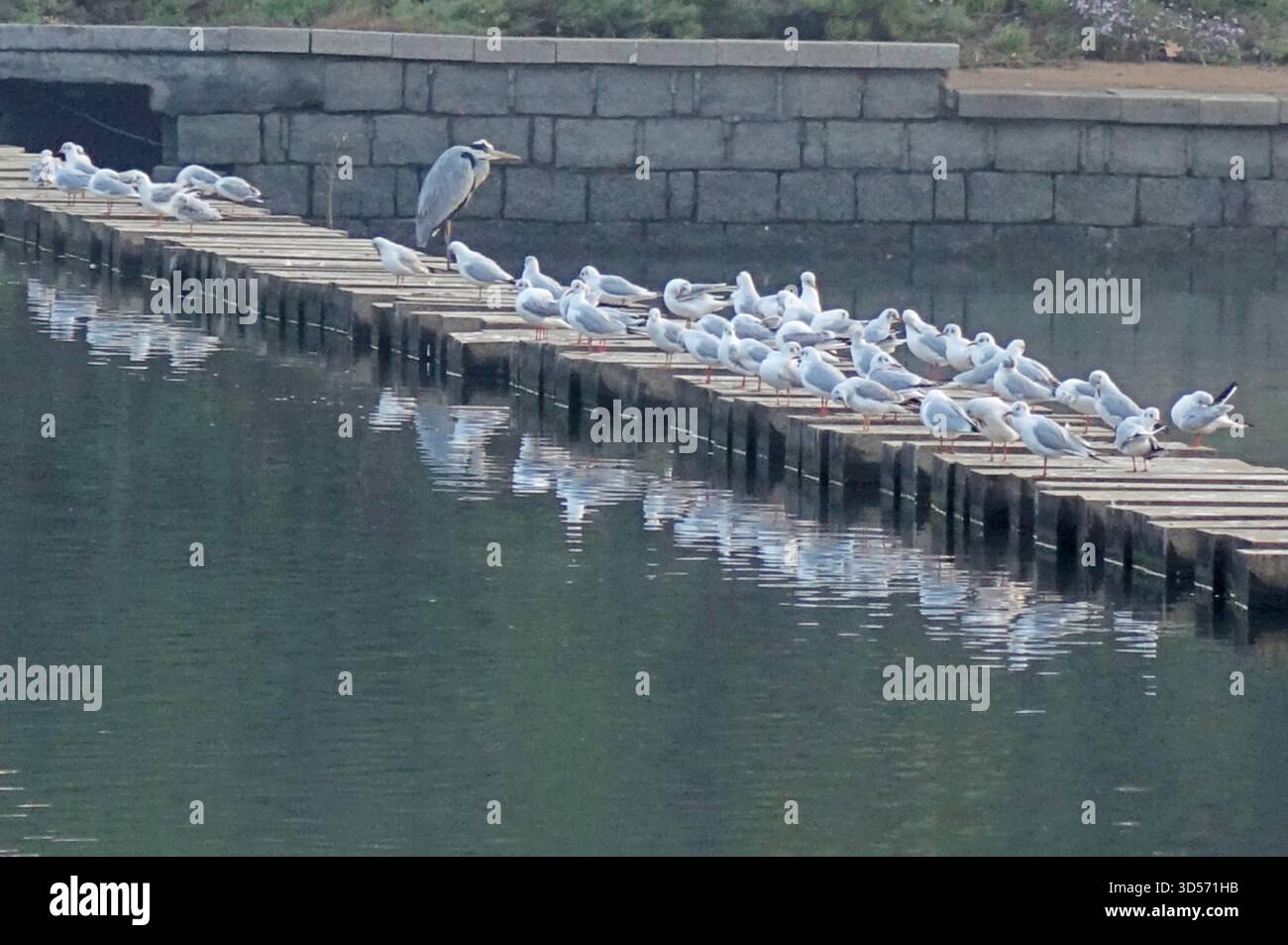 Seagulls fly at the seaside in Qingdao City, east China's Shandong ...