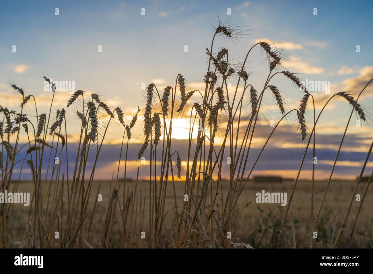 Golden sunset behind heads hi-res stock photography and images - Alamy