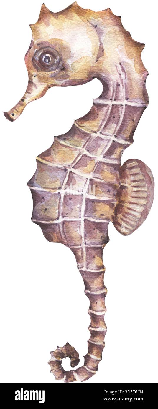 Hand painted seahorse Cut Out Stock Images & Pictures - Alamy