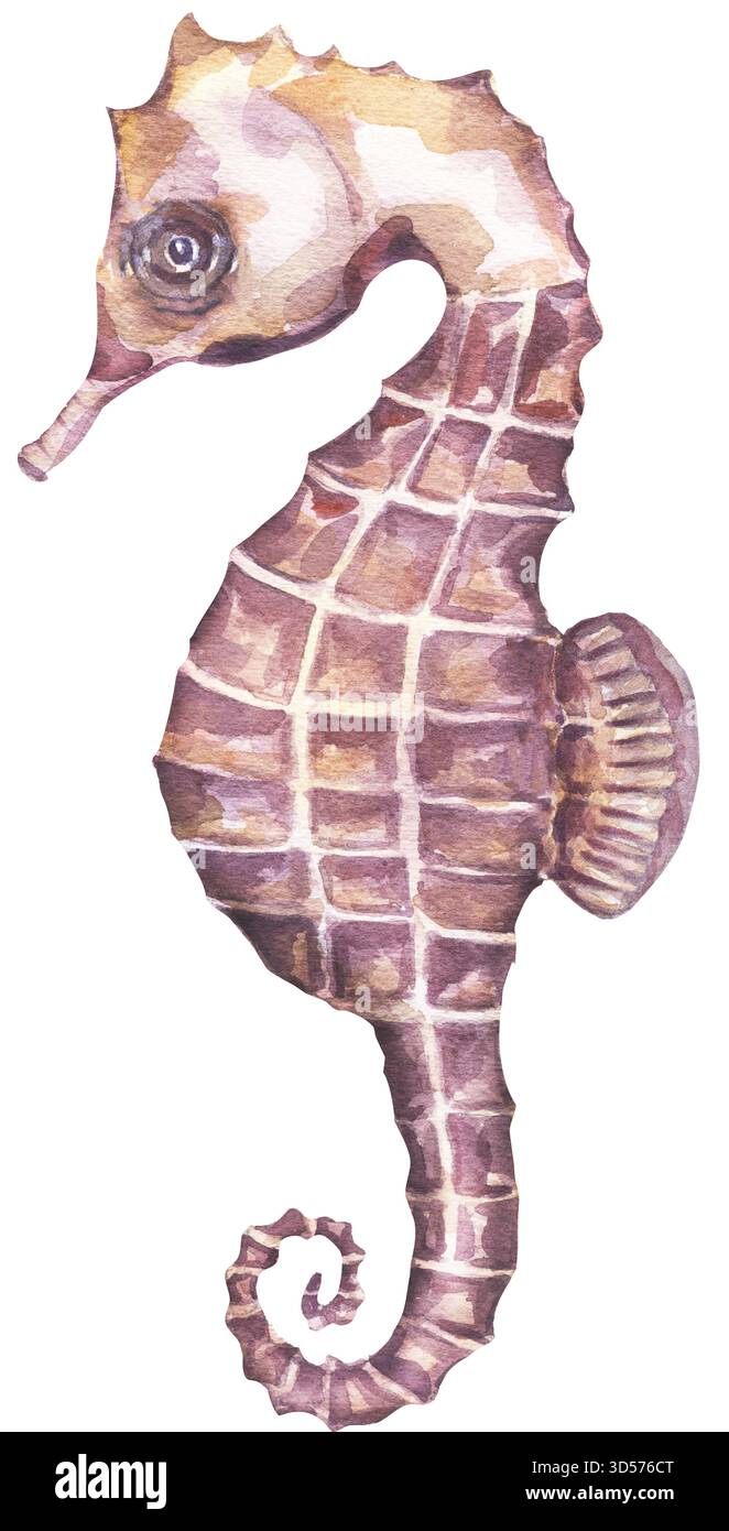 Watercolor hand painted Seahorse Illustration, Ocean Animal clipart ...